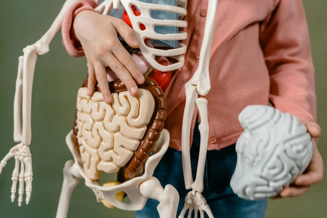 Tout savoir sur l’Axe intestin-cerveau et sa connexion biologique